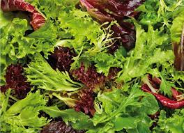 Buy Lettuce Mix 1.5kg Box Online | Jays Fresh Produce