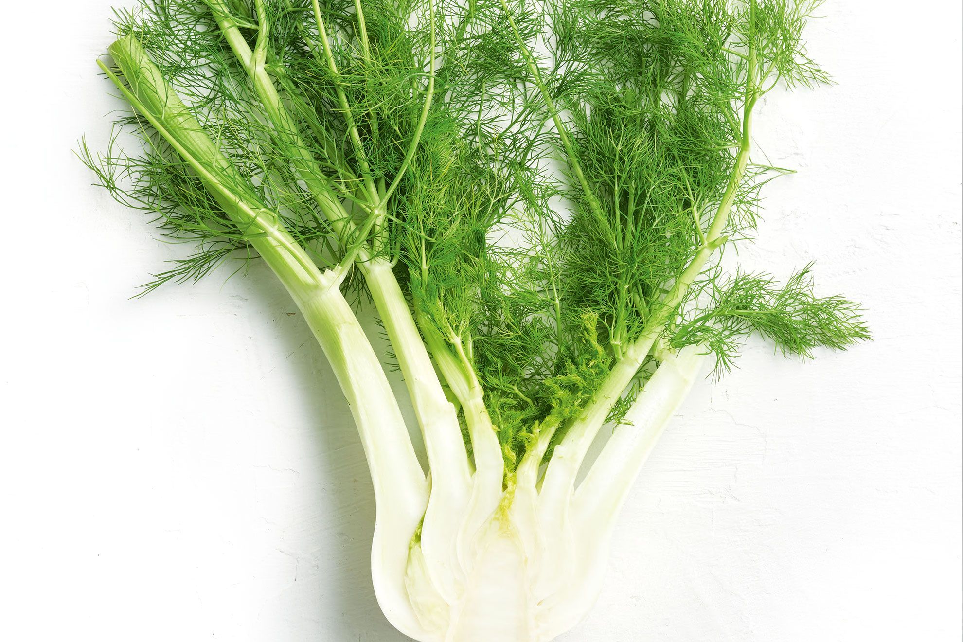 Buy Fennel-Each Online | Jays Fresh Produce